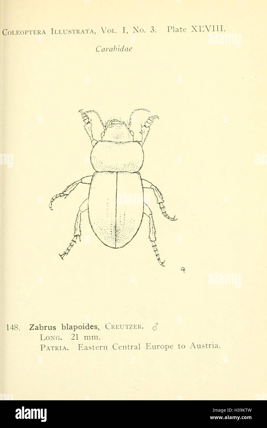 Collection features beetles hi-res stock photography and images - Alamy