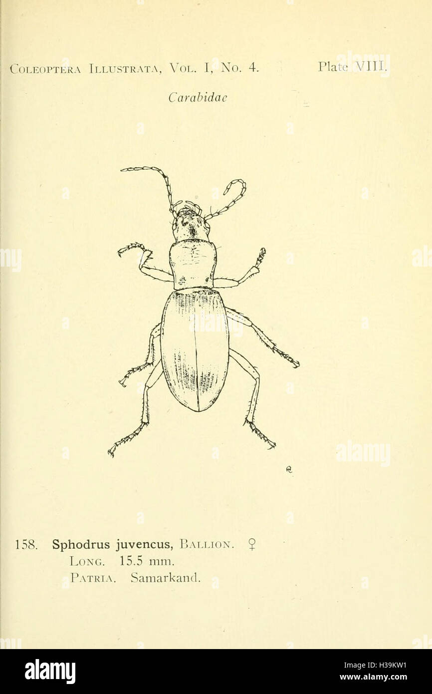 Anatomical features of beetles hi-res stock photography and images - Alamy