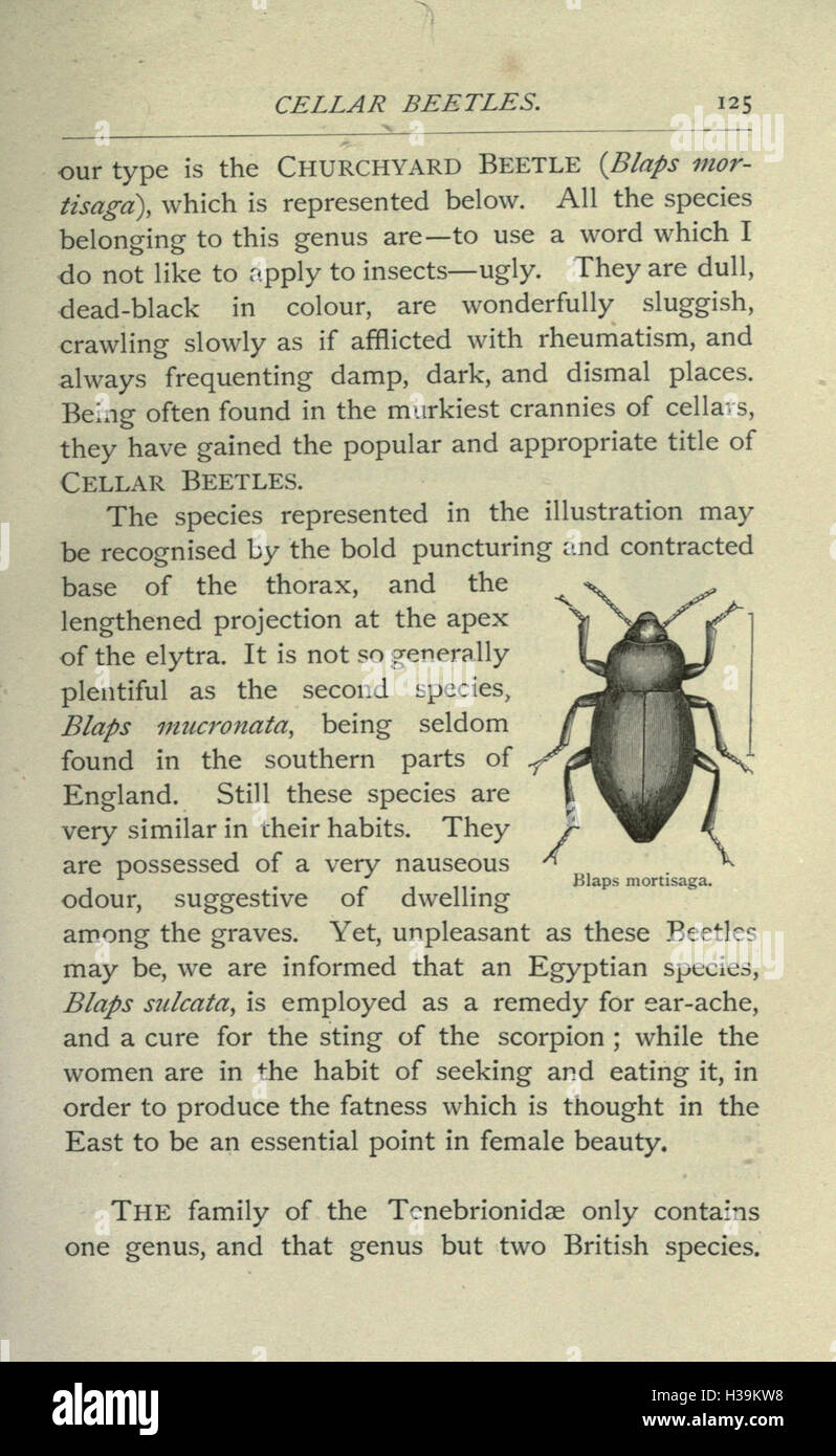 Common British insects selected from the typical beetles, moths, and ...