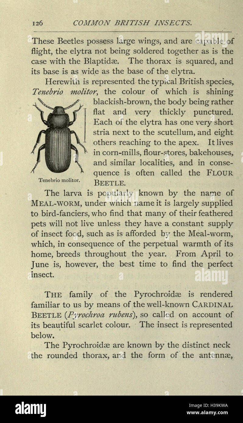 Common British insects selected from the typical beetles, moths, and ...