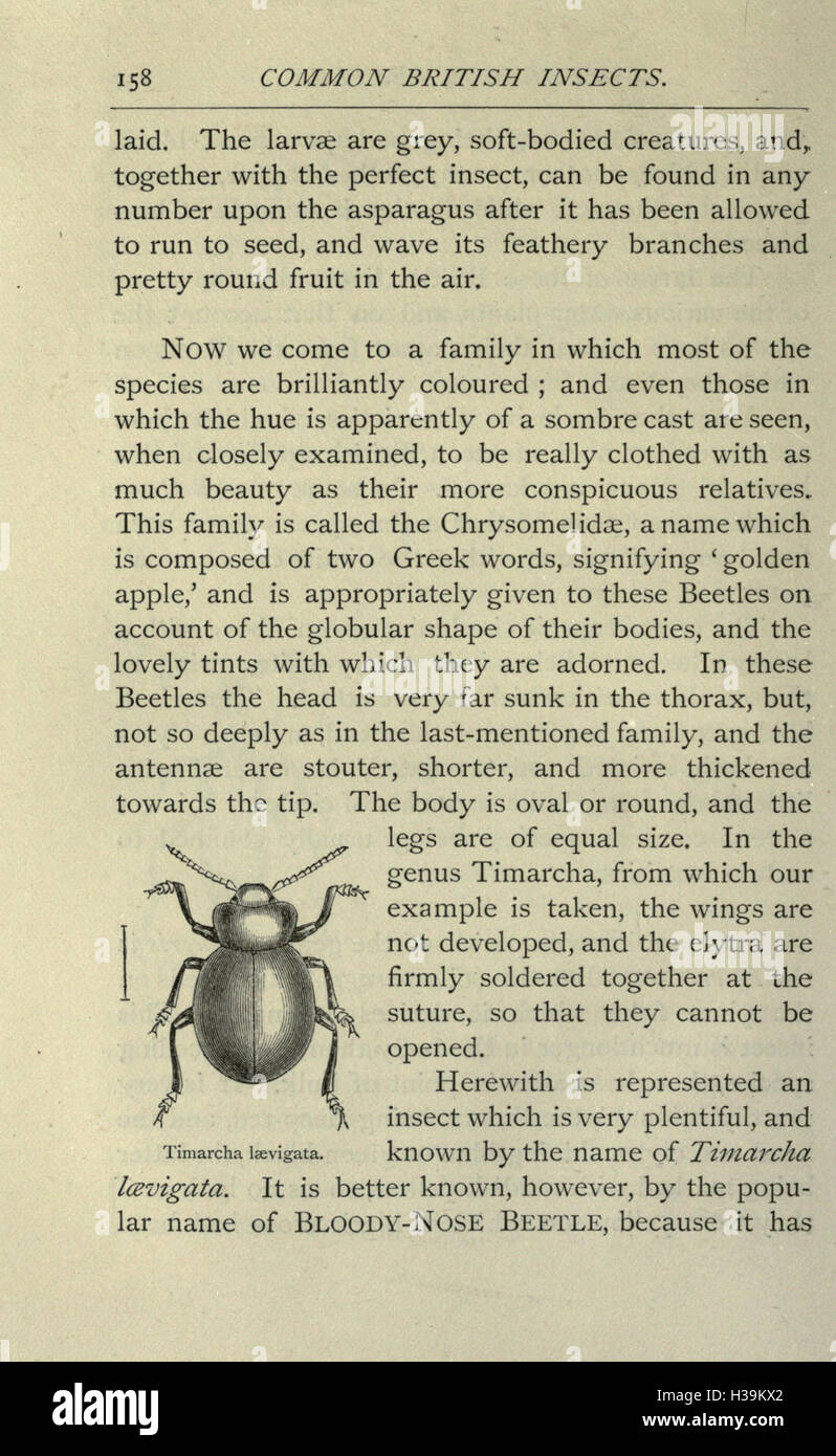 Common British insects selected from the typical beetles, moths, and ...
