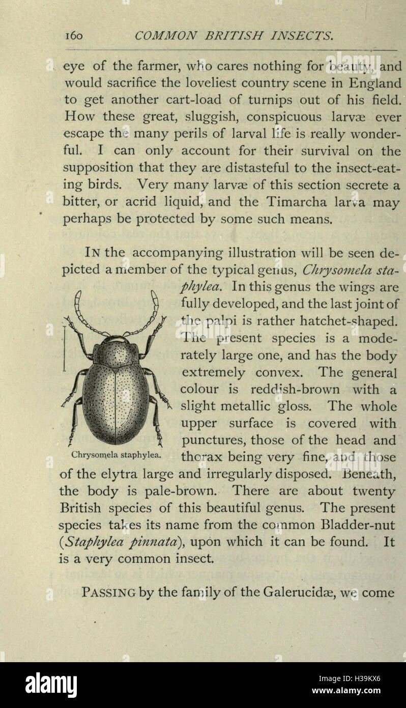 Common British insects selected from the typical beetles, moths, and ...