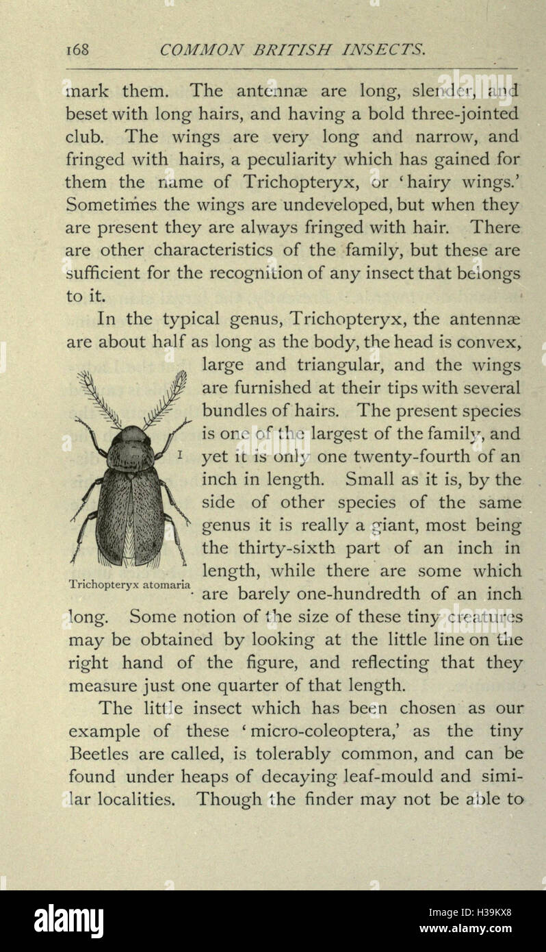 Common British insects selected from the typical beetles, moths, and ...