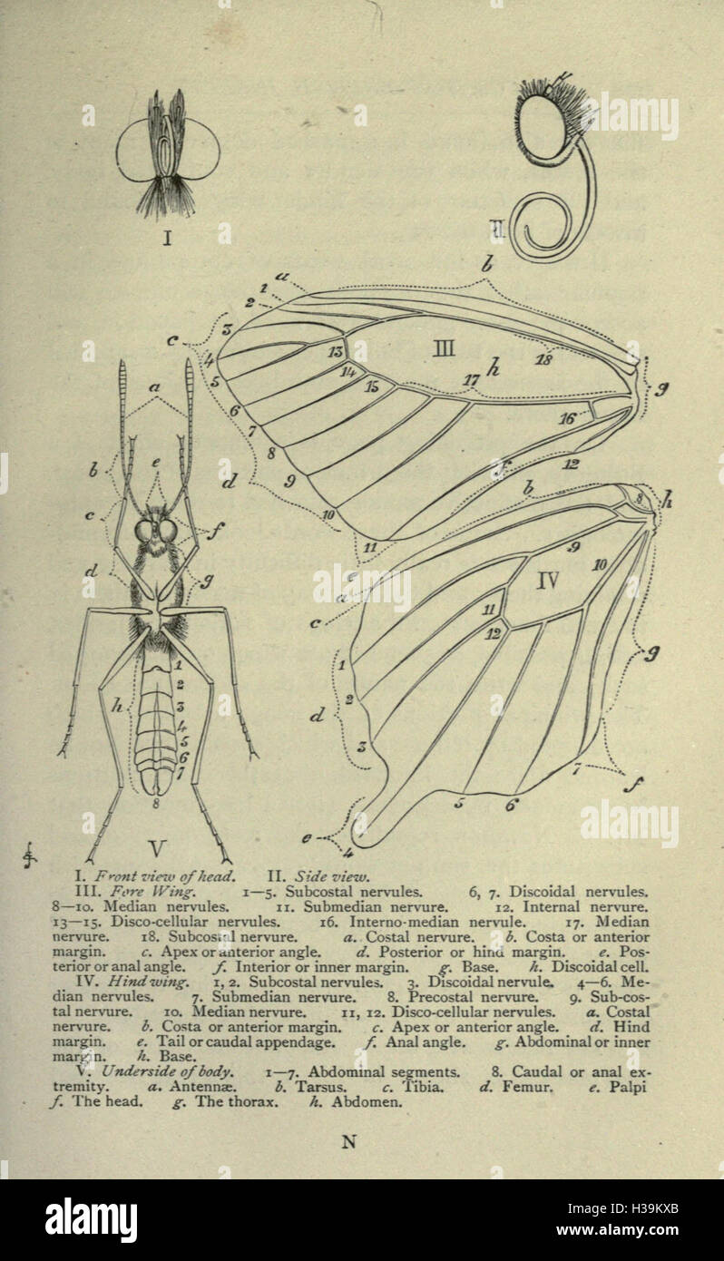Page 177 of Common British Insects includes detailed descriptions of ...