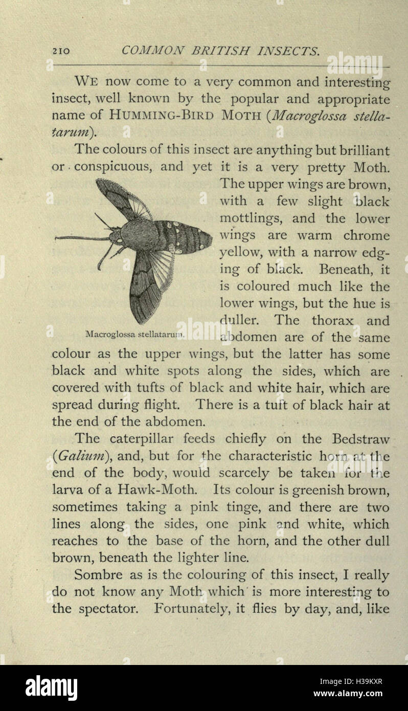 Common British insects selected from the typical beetles, moths, and ...
