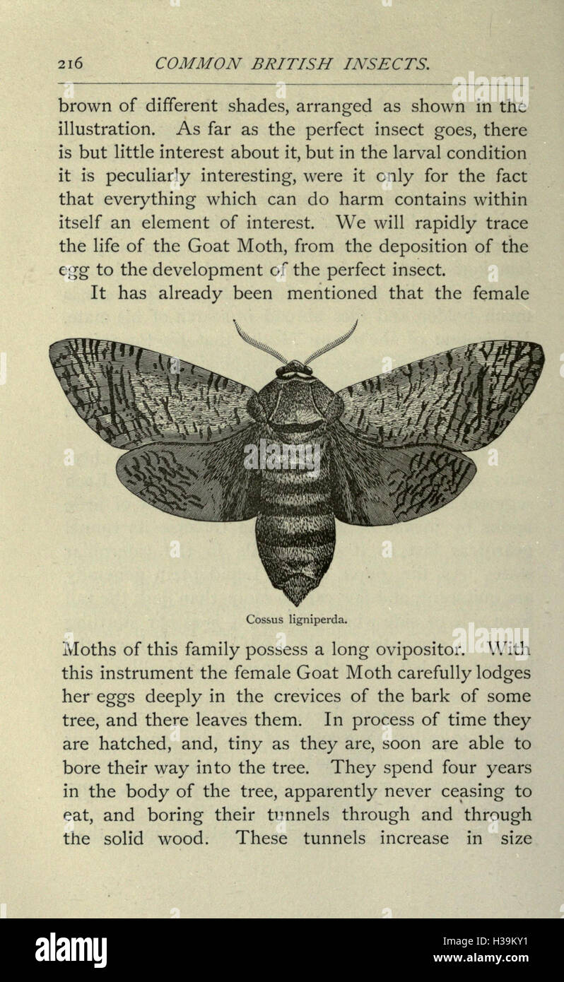 This work identifies and describes common British insects, focusing on ...