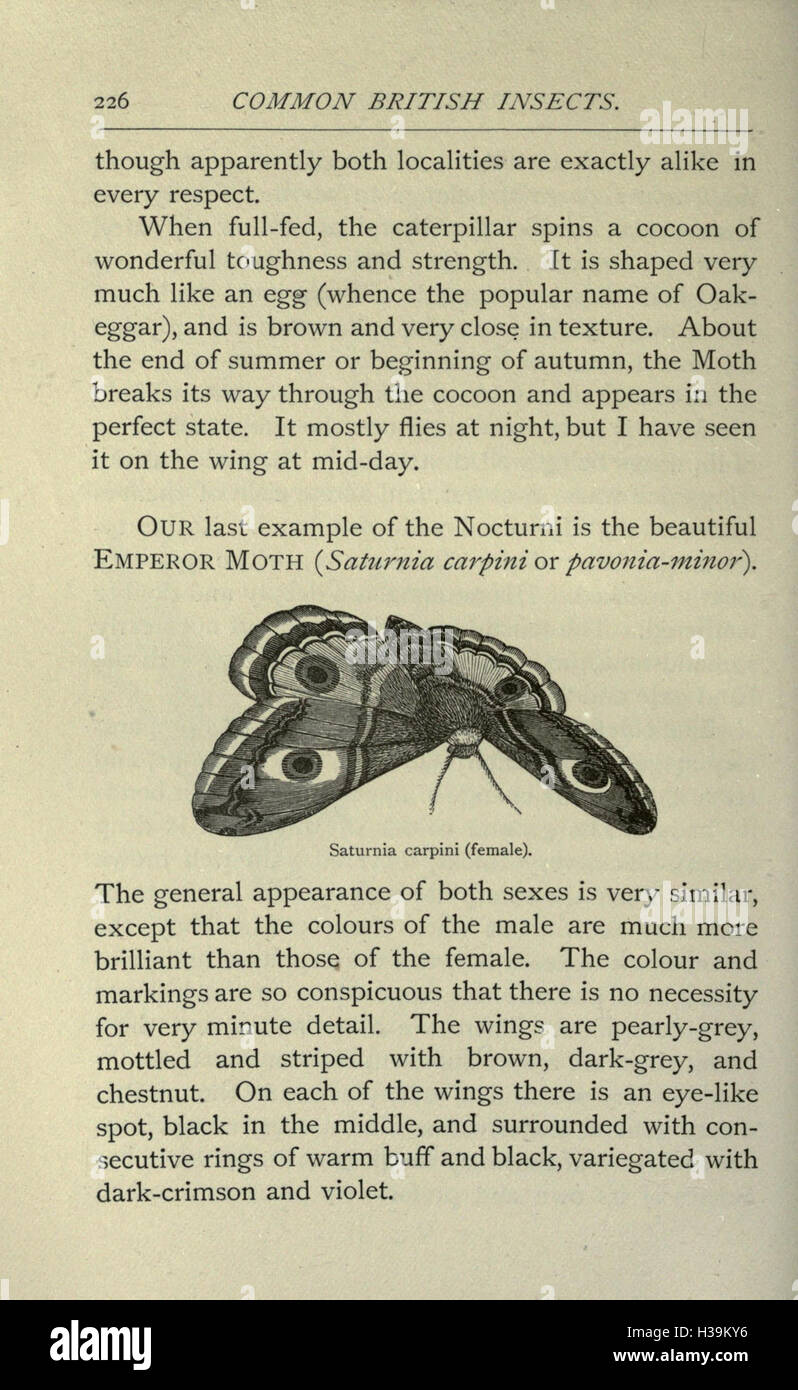 Common British insects selected from the typical beetles, moths, and ...