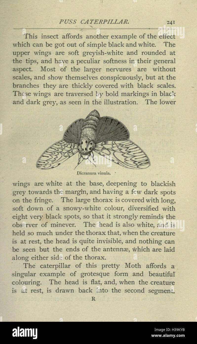 Common British insects selected from the typical beetles, moths, and ...