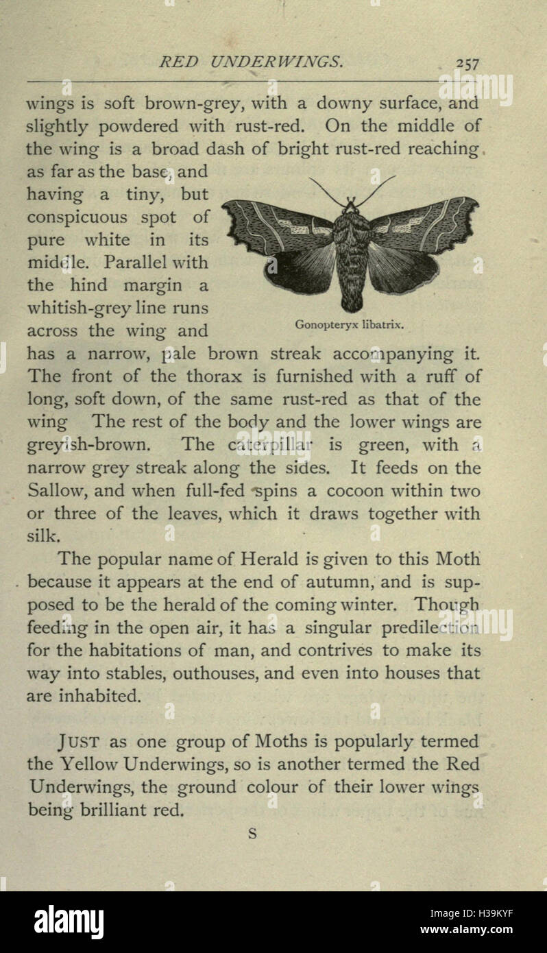 Common British insects selected from the typical beetles, moths, and ...