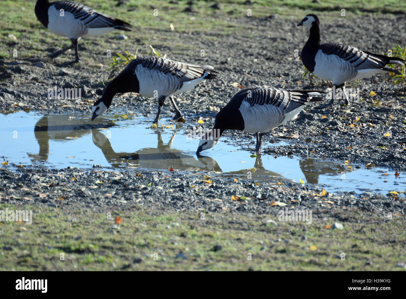 Puddle of birds hi-res stock photography and images - Alamy
