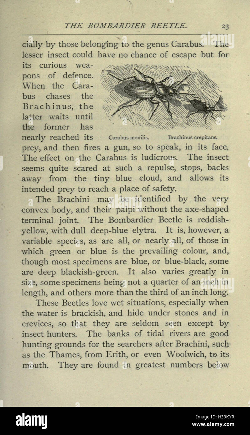 This page showcases a selection of common British insects, including ...