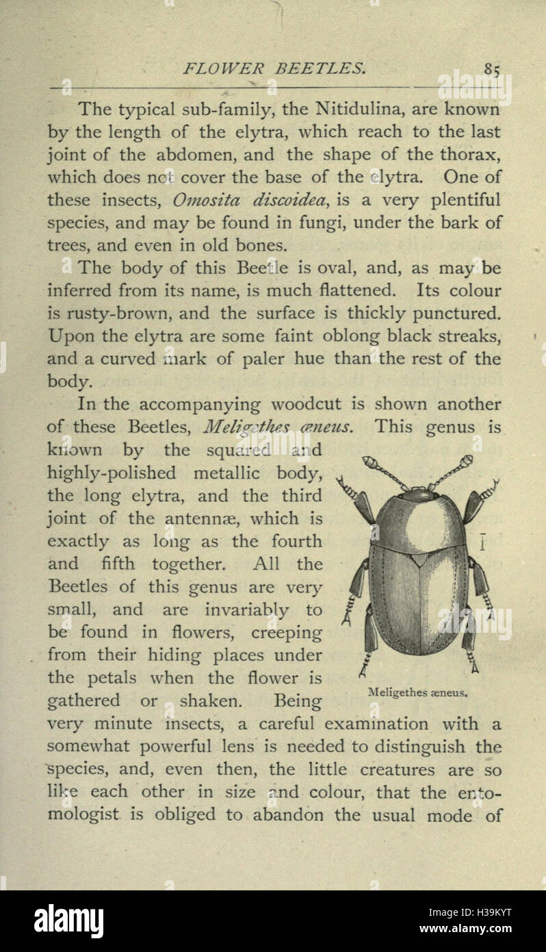 This work presents a selection of common British insects, including ...