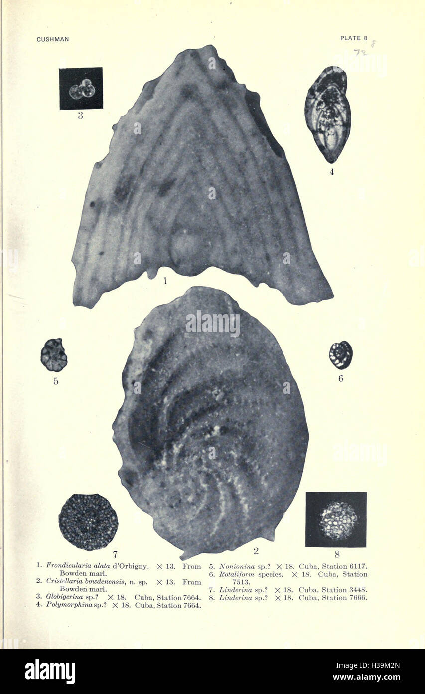 Contributions to the geology and paleontology of the West Indies BHL171 ...