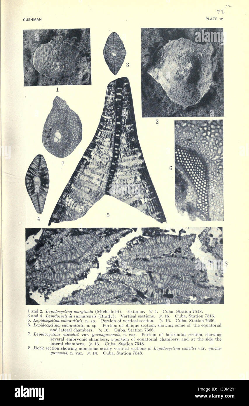 This work explores the geological formations and paleontological ...