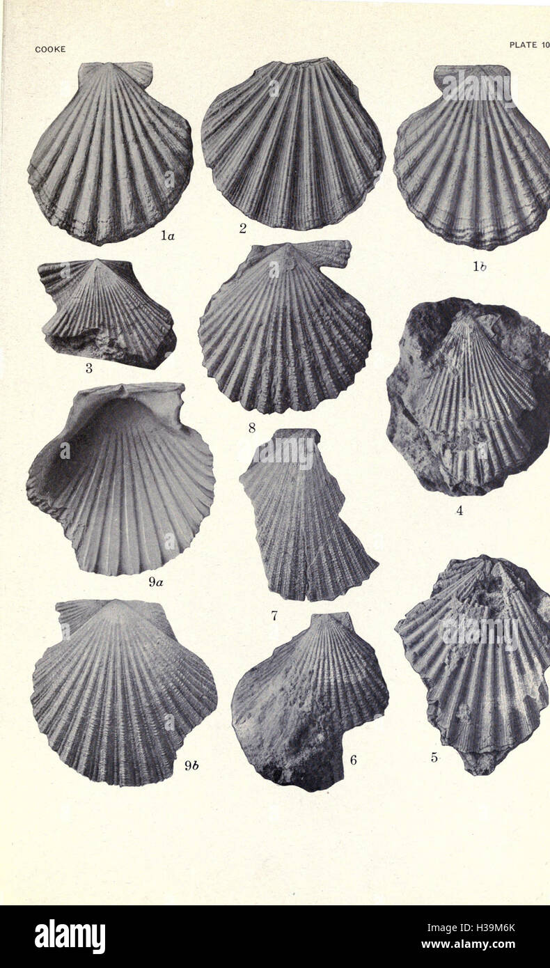 This study explores the geology and paleontology of the West Indies ...