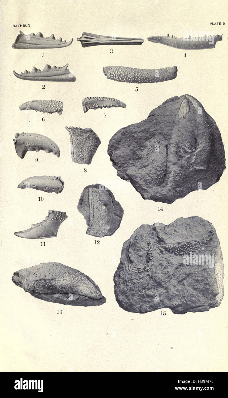 A scholarly work detailing the geological and paleontological findings ...