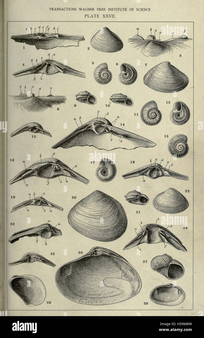 This work outlines the fossil fauna from Florida’s Tertiary period ...