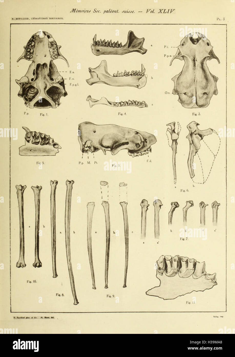 This work contributes to the study of bats from Tertiary strata ...