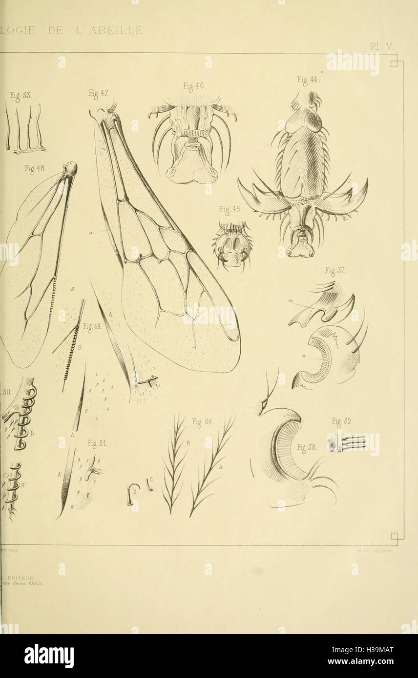 This work explores the anatomy and physiology of the bee, providing ...