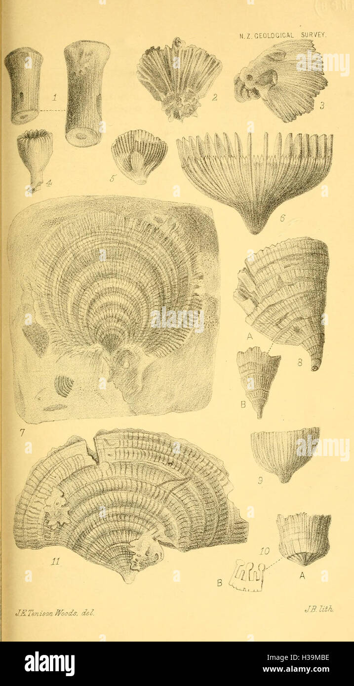 Neozoic hi-res stock photography and images - Alamy