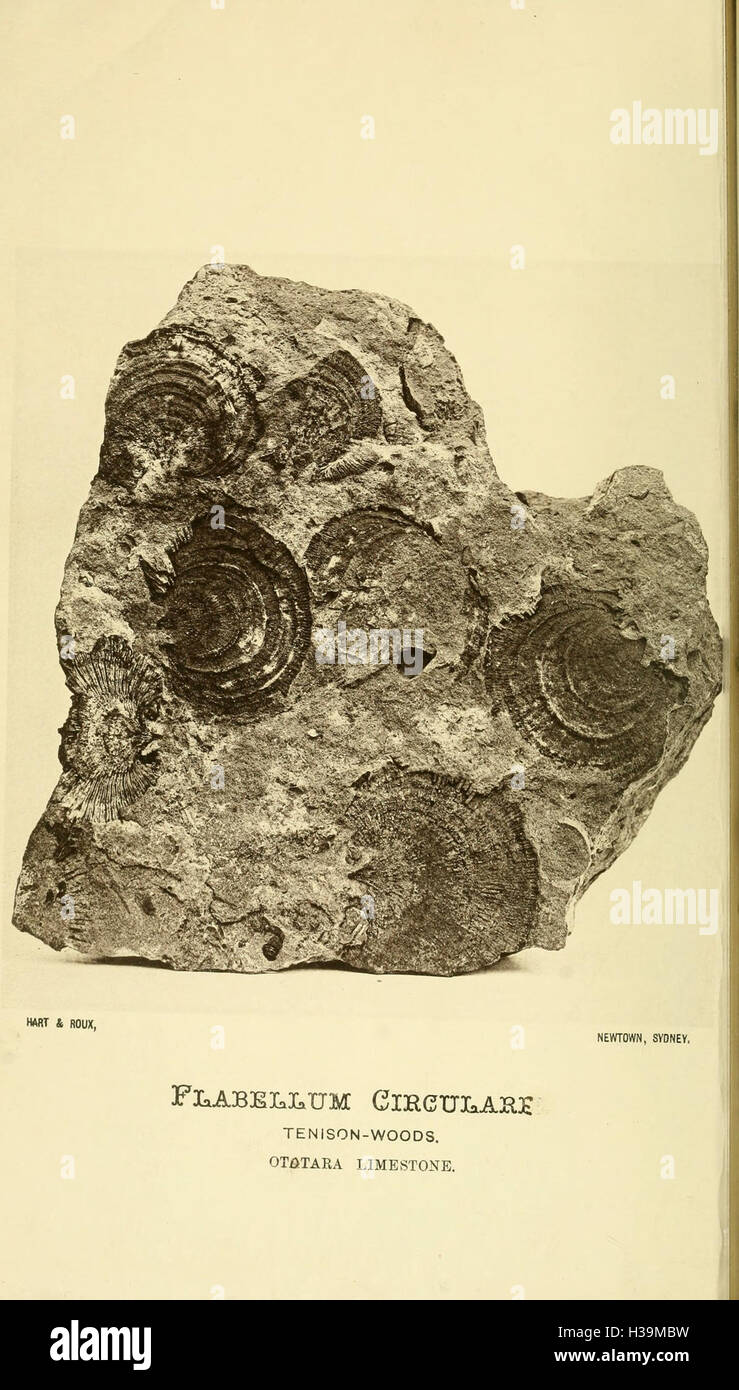 Neozoic hi-res stock photography and images - Alamy