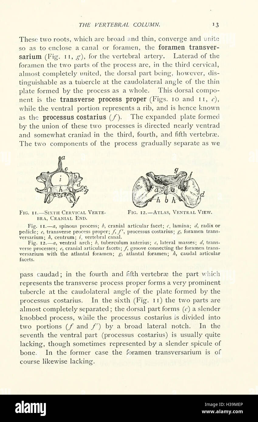 This work presents the anatomy of the domestic cat, highlighting its ...