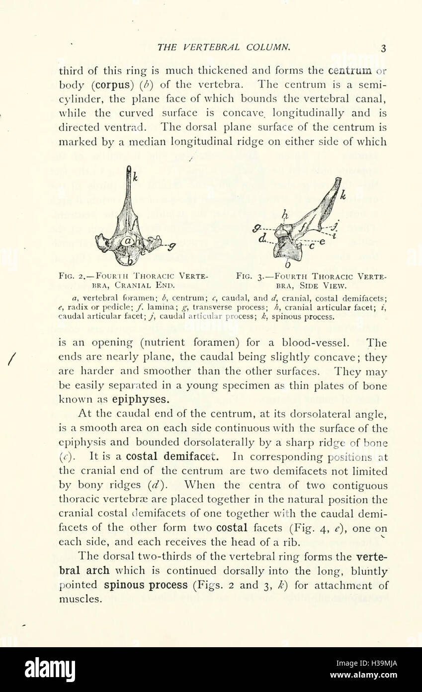 This work provides a detailed study of the cat’s anatomy, examining its ...