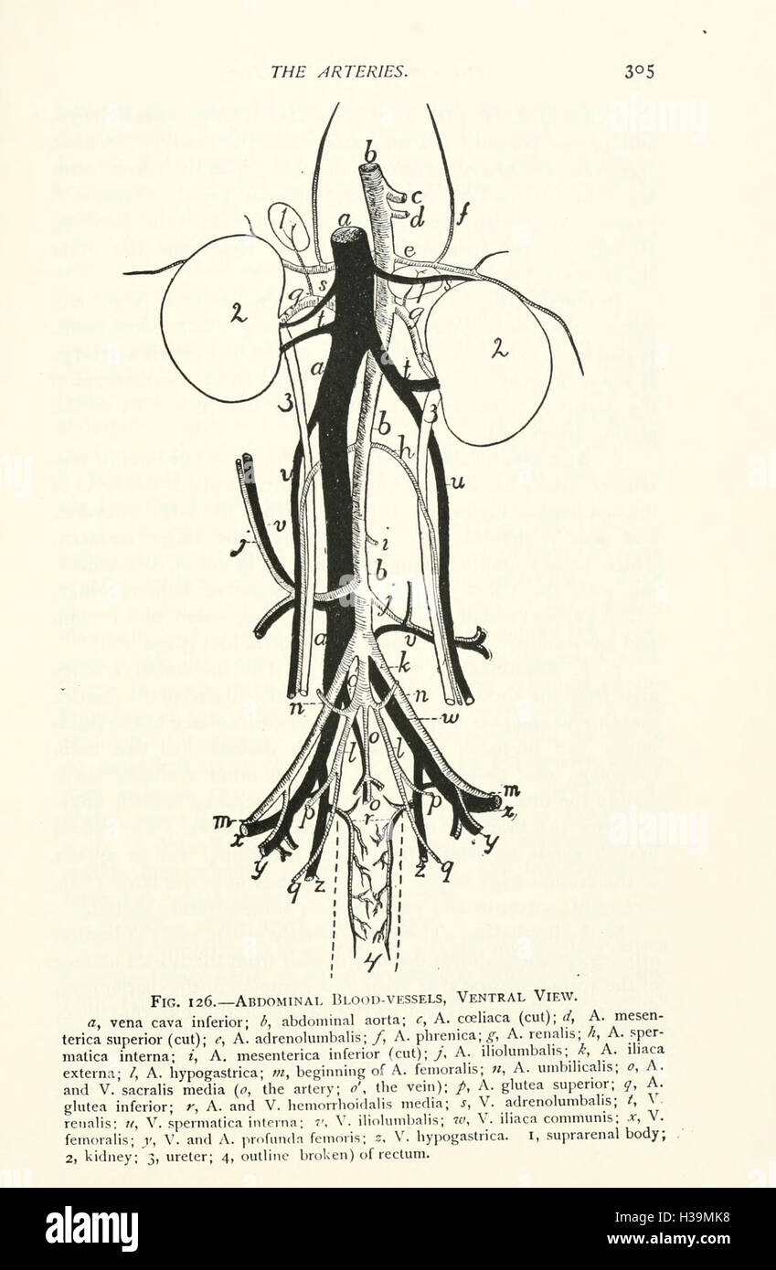 A detailed examination of feline anatomy, exploring the structure of ...