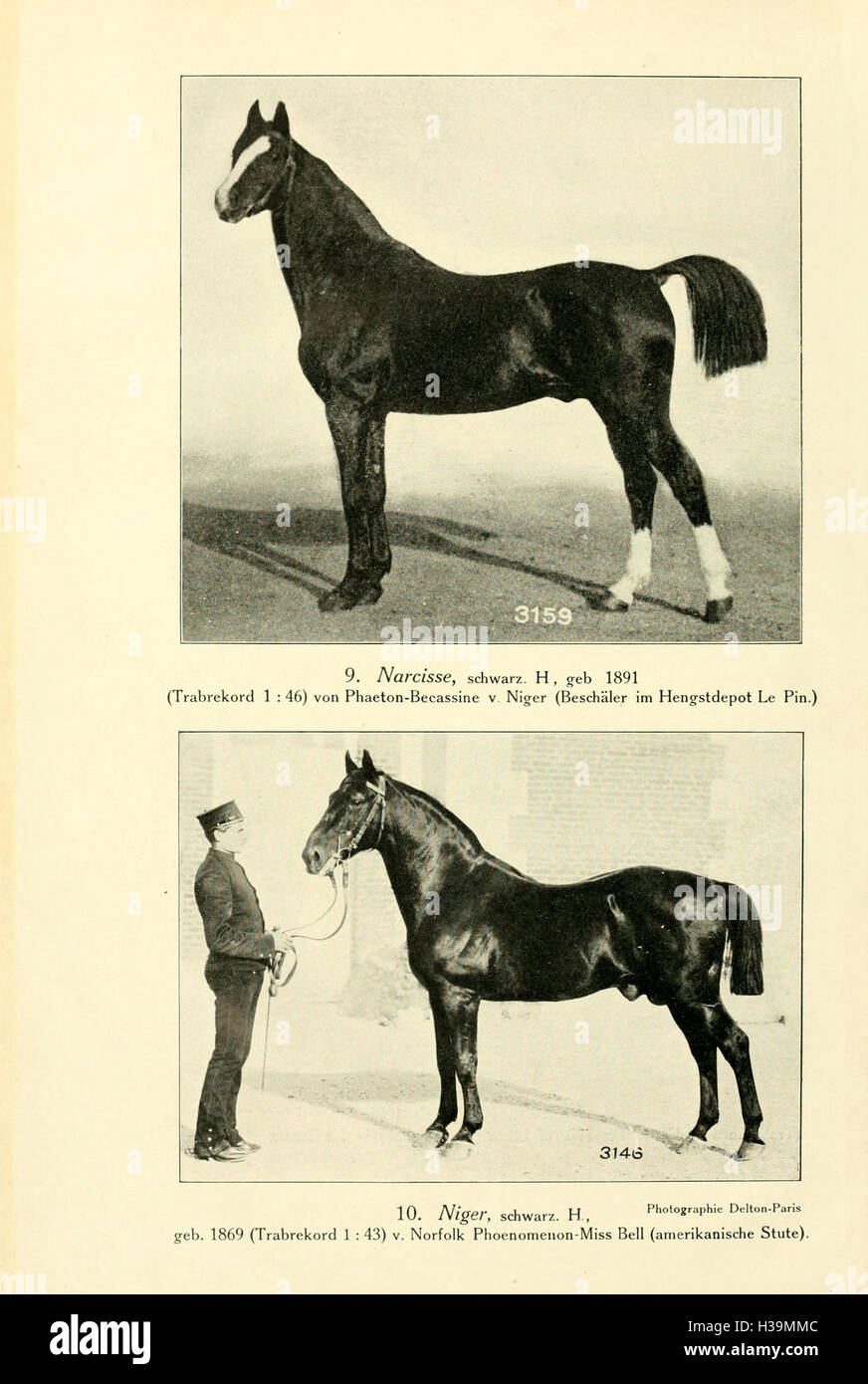 Medieval farm animals hi-res stock photography and images - Alamy