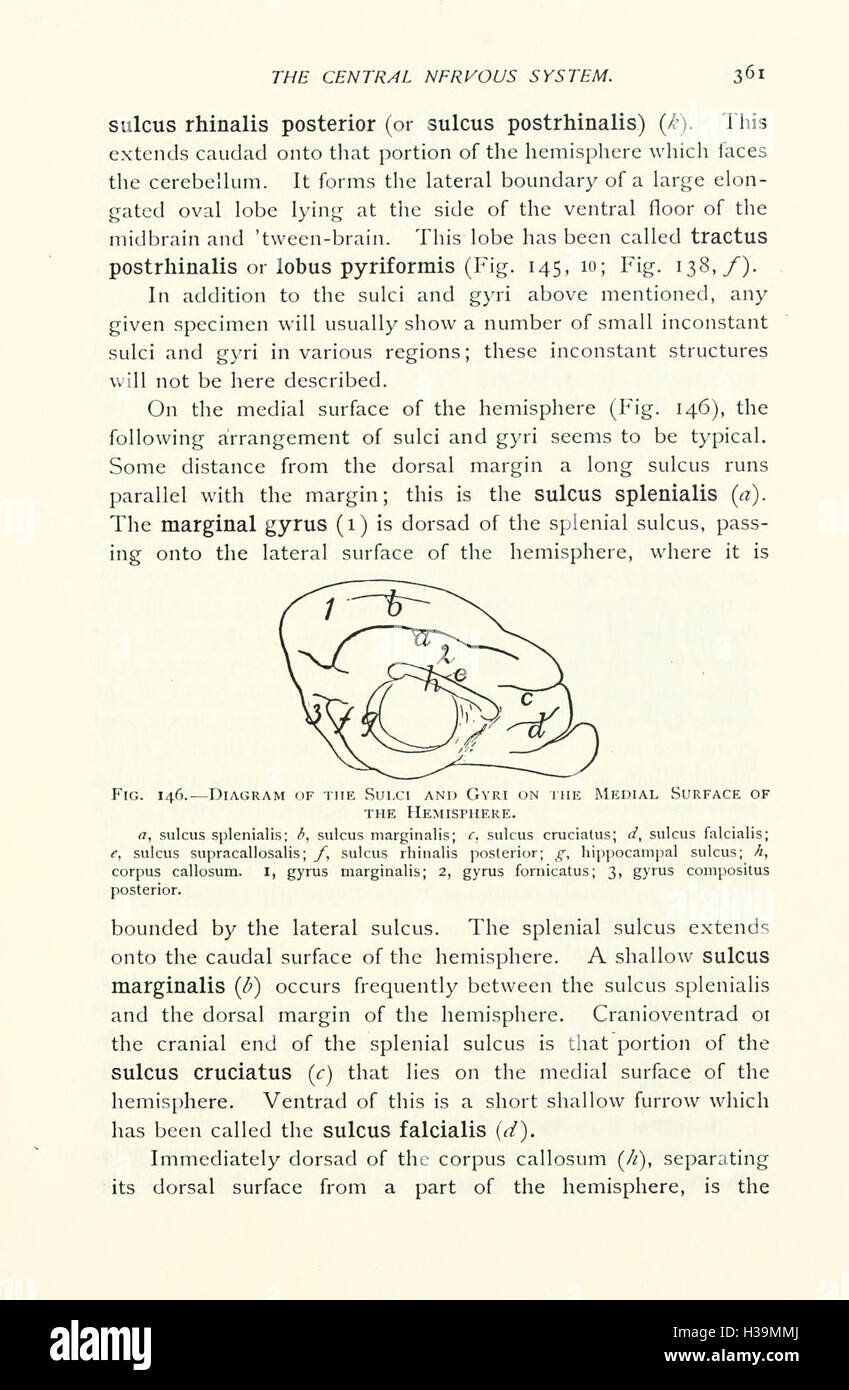 The 'Anatomy of the Cat' offers a detailed examination of the feline ...