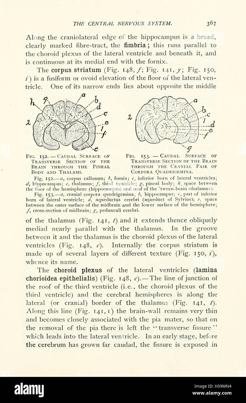 Anatomical study of the domestic cat, covering its skeletal and ...