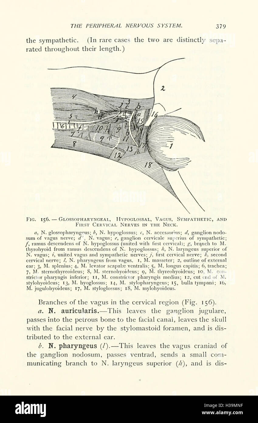 This work provides a detailed study of the anatomical structure of the ...