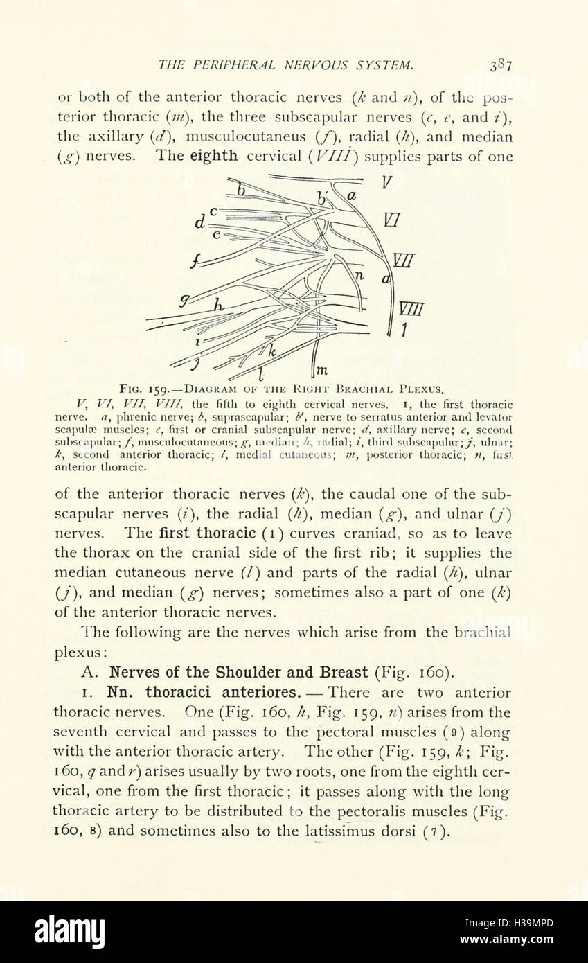 This work explores the anatomical structure of domestic cats, focusing ...
