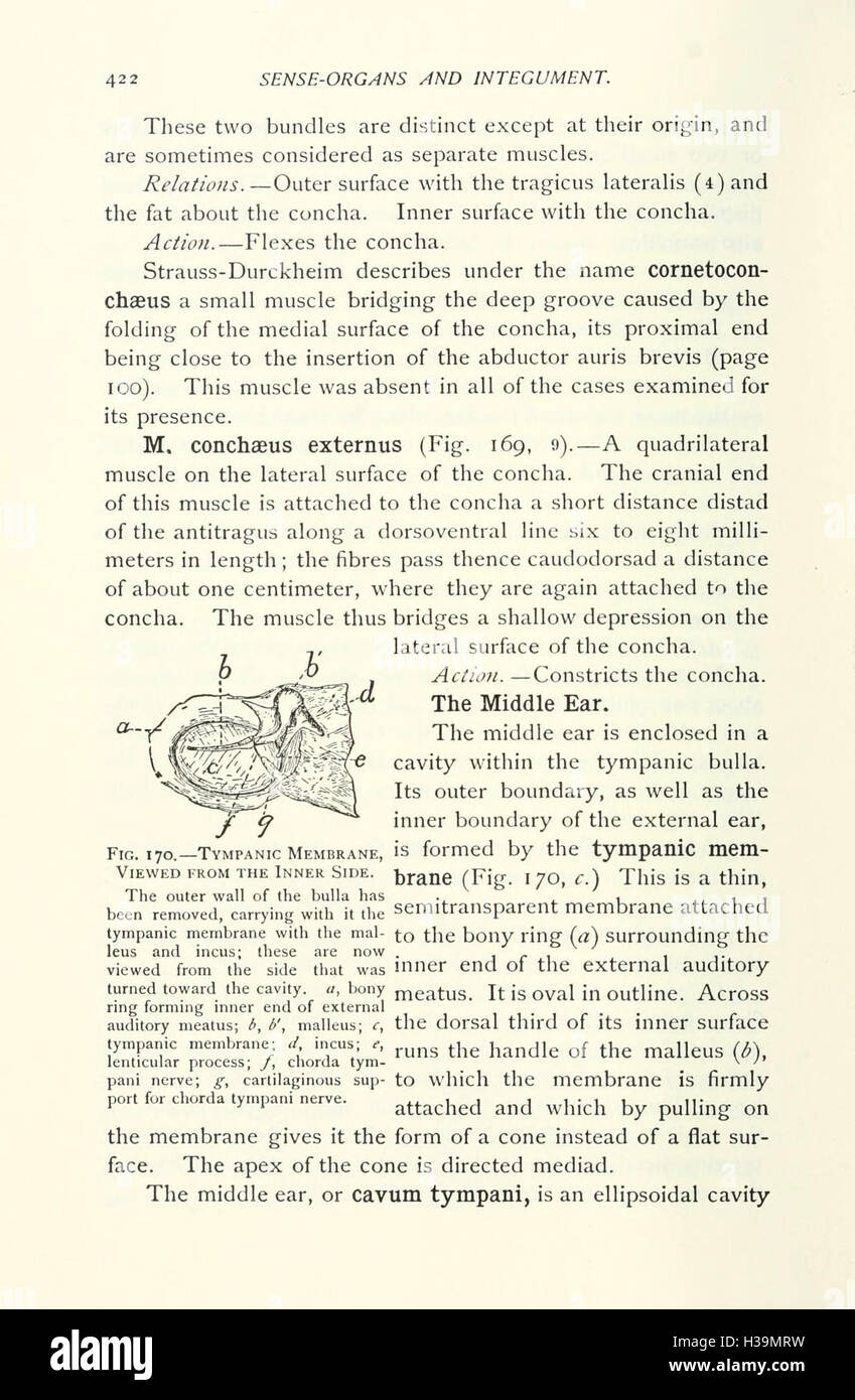 A detailed anatomical study of cats, examining their physical structure ...