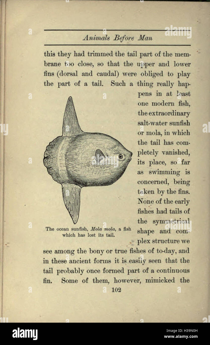 This work discusses prehistoric animals in North America, examining ...