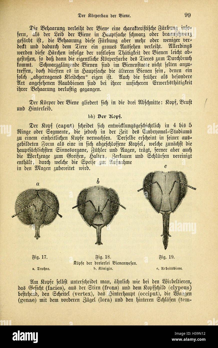 This German text offers a detailed study of bee behavior, life cycles ...