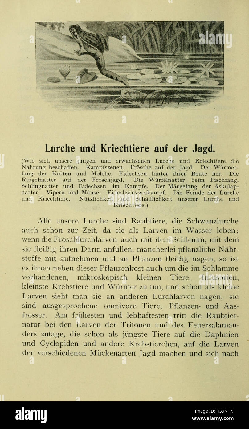 This German text describes the life cycle of native amphibians and ...