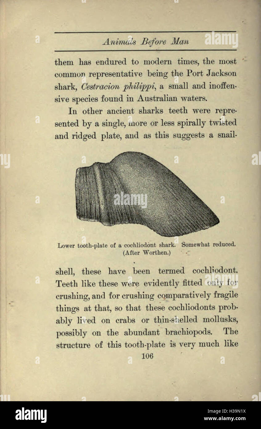 This work explores the prehistoric animals that inhabited North America ...