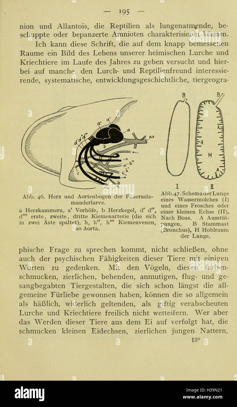 This German text describes the life cycle of native amphibians and ...