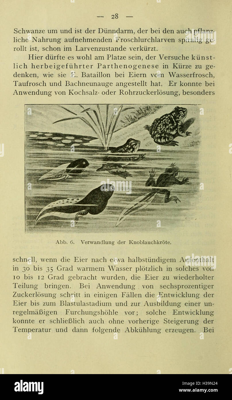 The life cycle of native amphibians and reptiles is explored in this ...