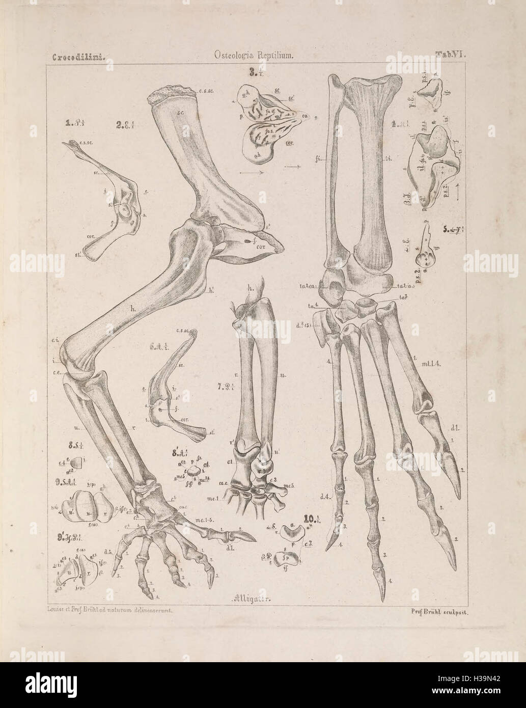 This work focuses on the skeletal structure of crocodilians, providing ...