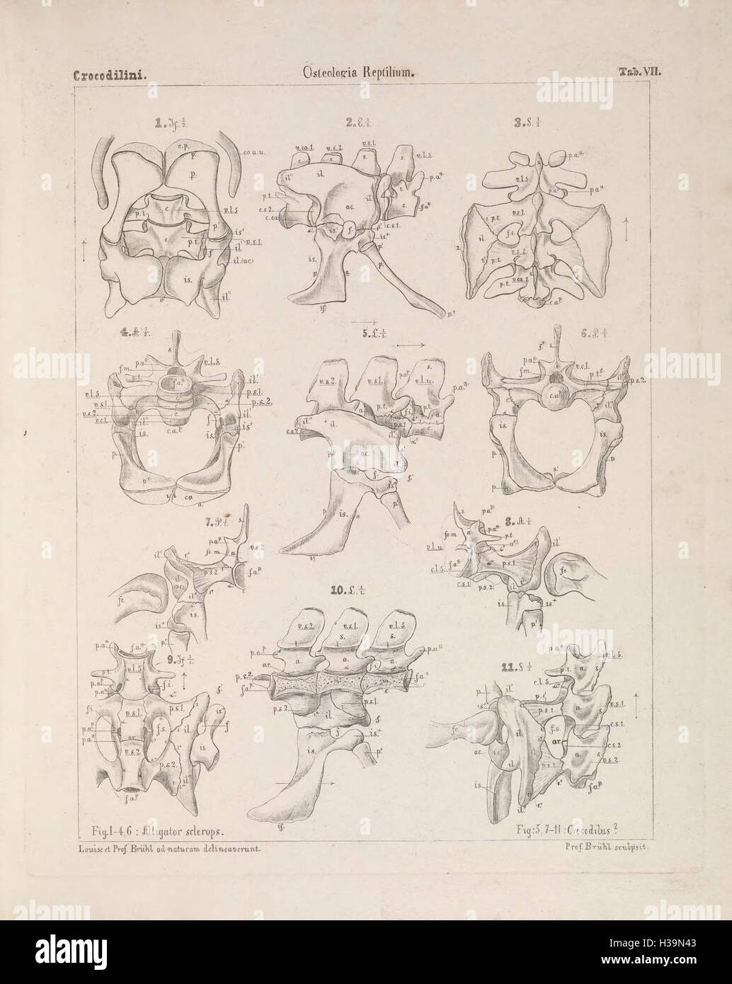 Crocodilian fossil hi-res stock photography and images - Alamy