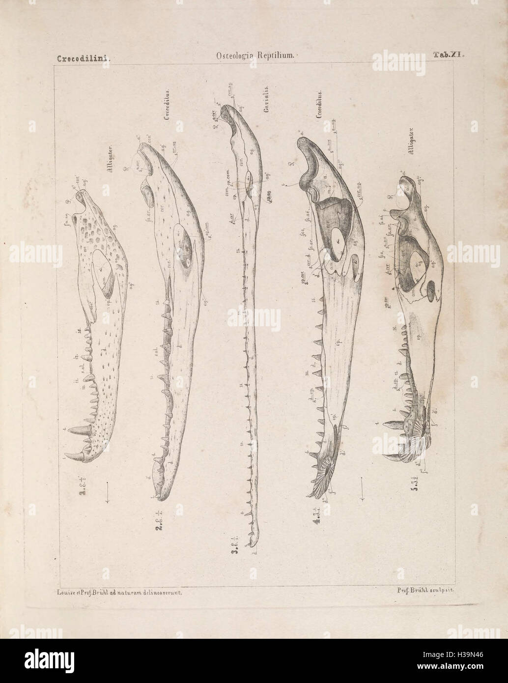 This work is focused on the skeletal structure of crocodilians ...