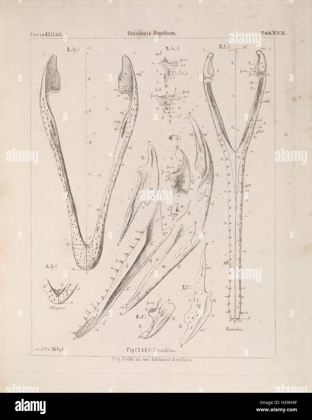 This work provides a detailed analysis of the skeletons of crocodilians ...