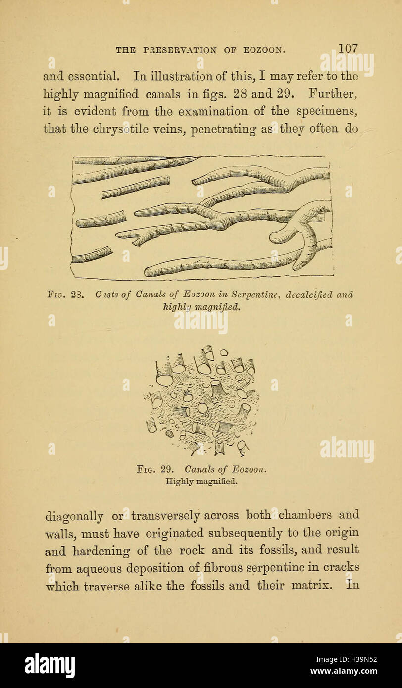 This work examines the early stages of life on Earth, focusing on the ...