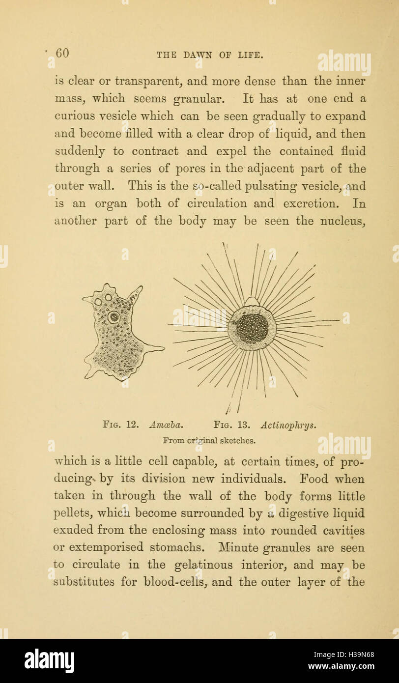 This page discusses the earliest stages of life on Earth, focusing on ...