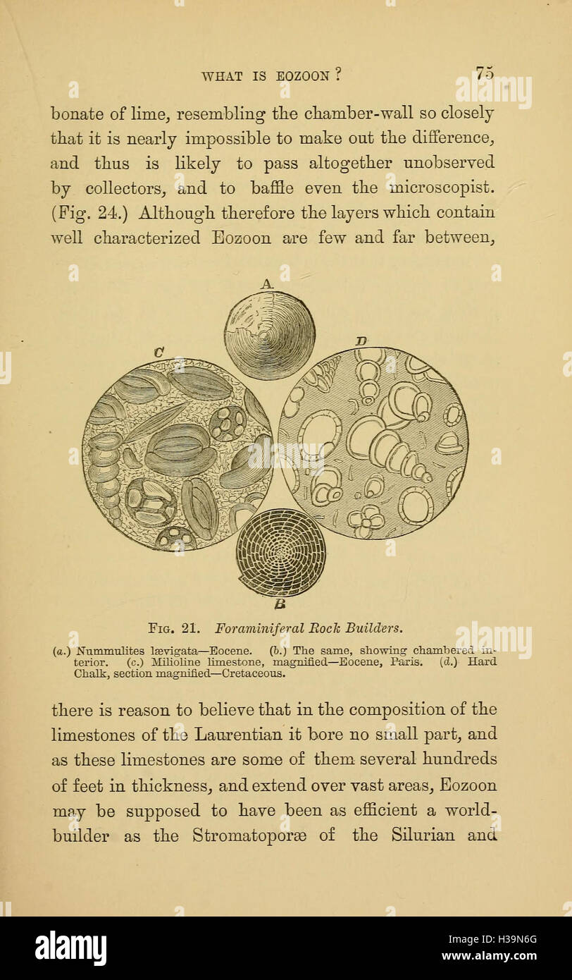 This work explores the earliest stages of life on Earth, depicting the ...