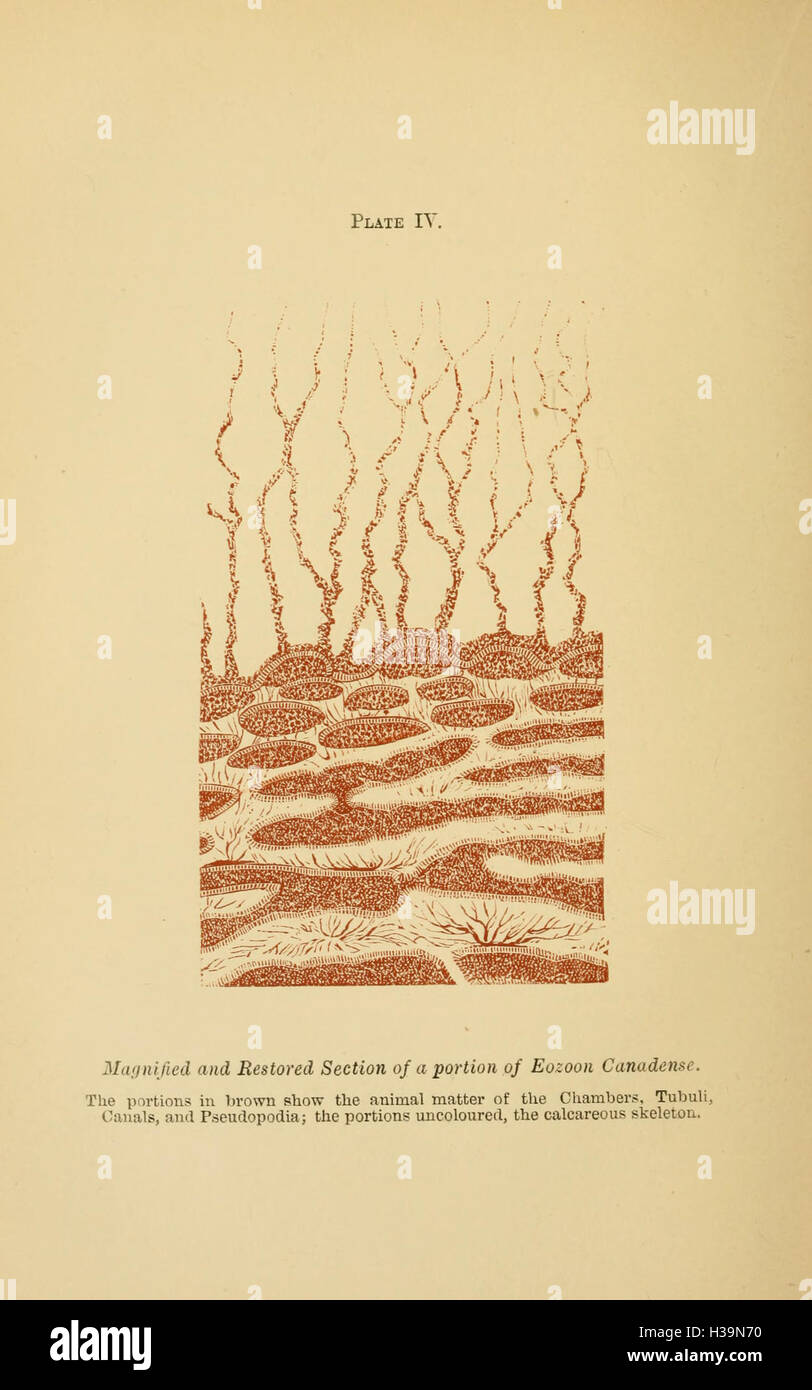 This plate illustrates the early stages of life, showing the emergence ...