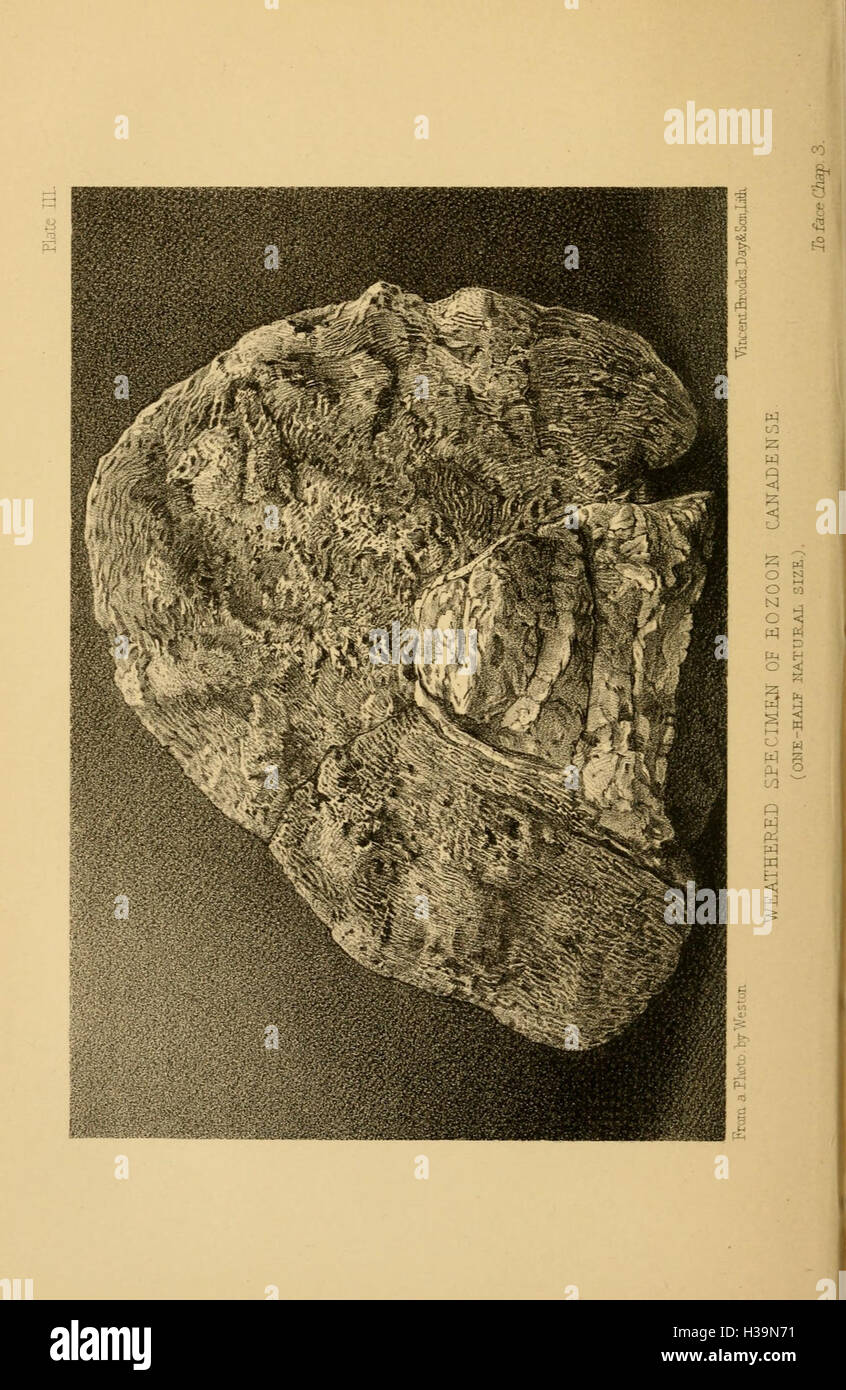 An illustration depicting early life forms on Earth, providing insight ...