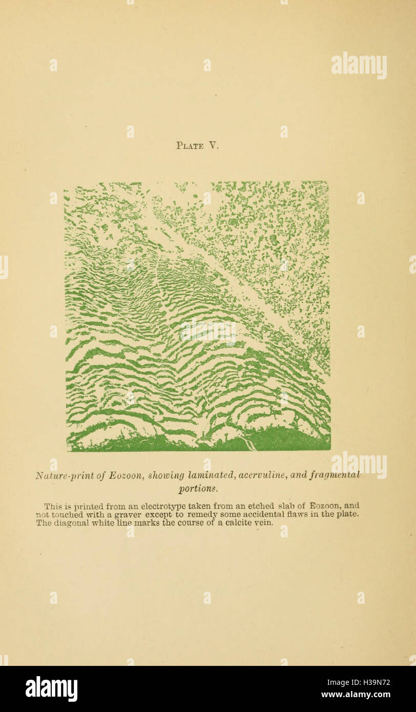 This plate illustrates the early stages of life on Earth, capturing ...